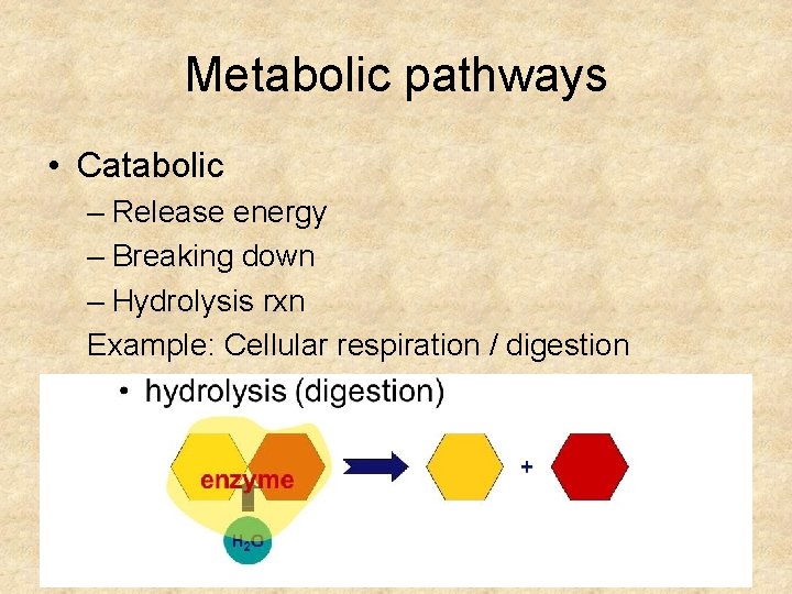AP BIOLOGY Chapter 6 Metabolism Metabolism The total