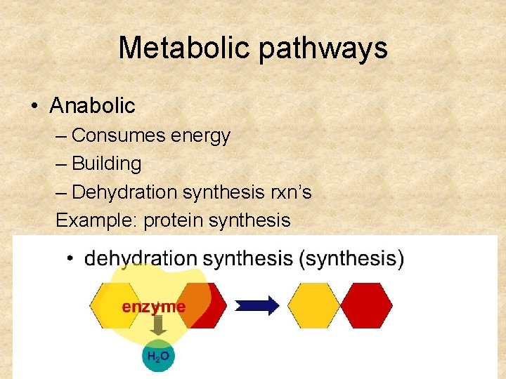 AP BIOLOGY Chapter 6 Metabolism Metabolism The total