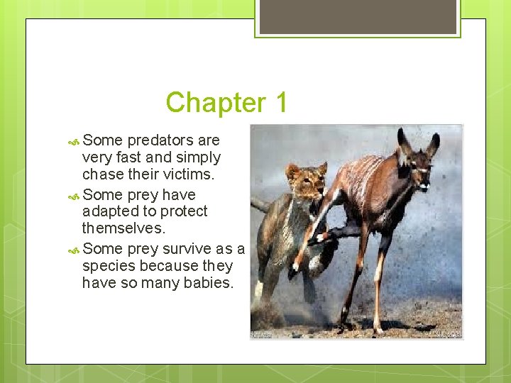 Relationships in Nature BY Kathy KINSNER Introduction Animals