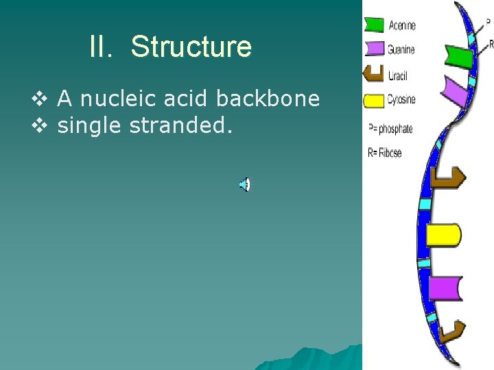 Protein Synthesis How DNA uses RNA and Ribosomes