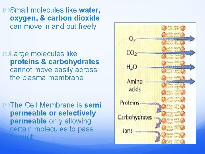 Cell Membrane Cellular Transport Biology 1 HOMEOSTASIS AND