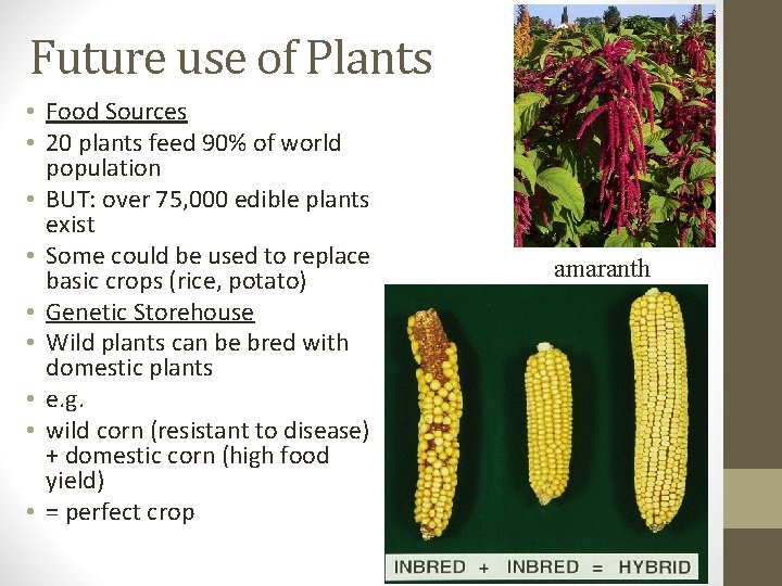 Specialised plant uses S 3 Biology Learning Outcomes