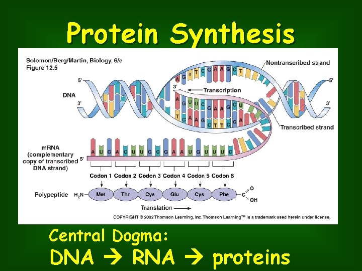 DNA The Molecule of Heredity The Double Helix