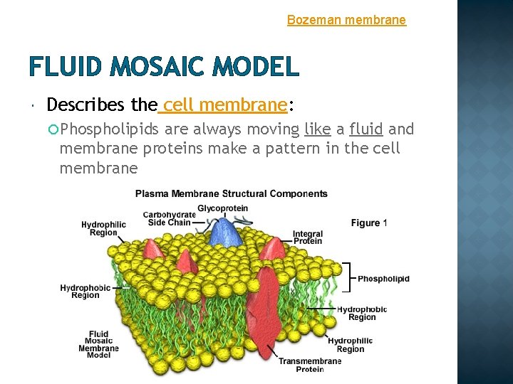 4 3 MEMBRANE STRUCTURE Biology I MEMBRANE FUNCTION