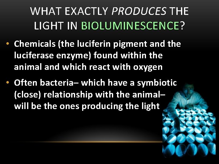 BIOLUMINESCENCE Ms SpringstrohMarine Biology Sources http science ...