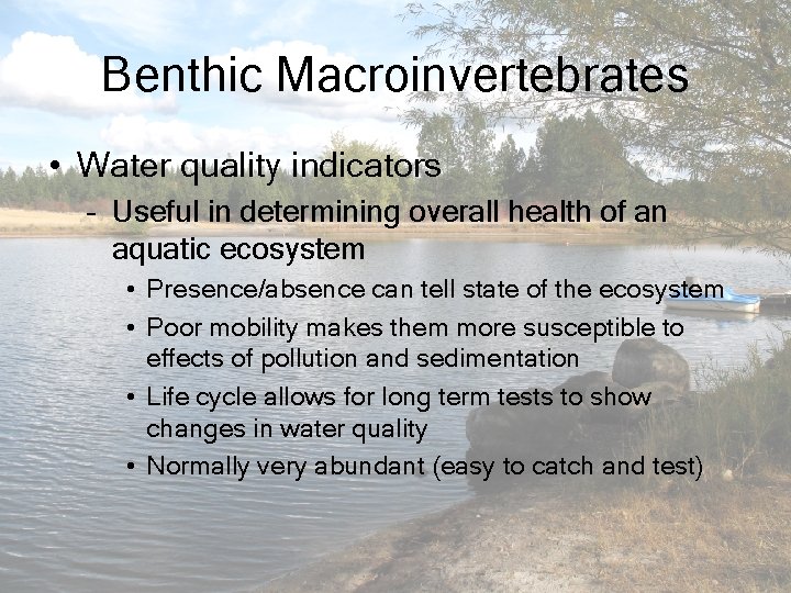 Sediment Depth Accumulation and Benthic Macroinvertebrates Tom Chance