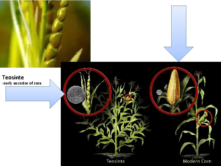 Genetically Modified Foods Good or Bad Samuel B