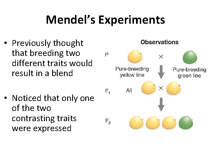 Mendelian Genetics Concept Teaching Workshop SBI 11 U