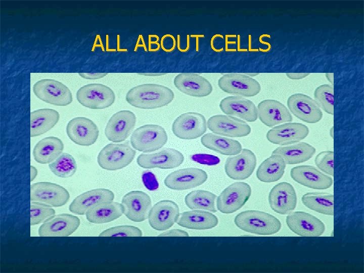 Biology Tissues Organs and Systems of Living Things