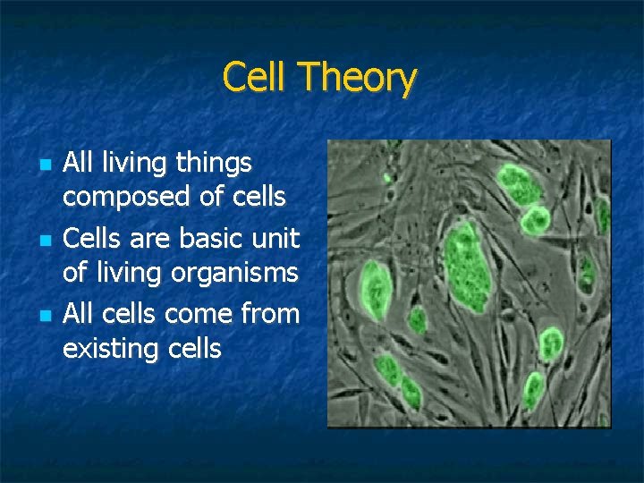 Biology Tissues Organs and Systems of Living Things