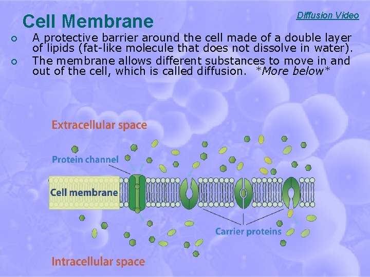 Biology Lesson 2 Animal Plant Cells The Cell