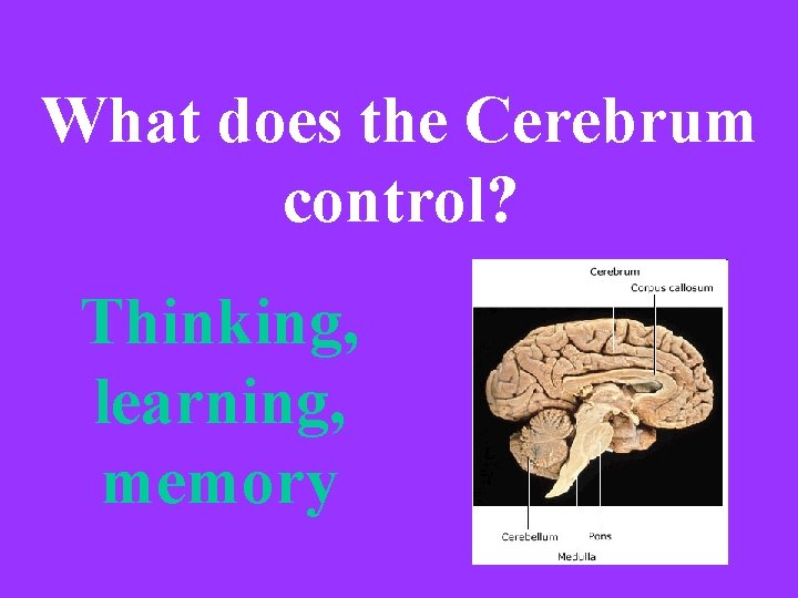 Name the parts of the Nervous System Brain
