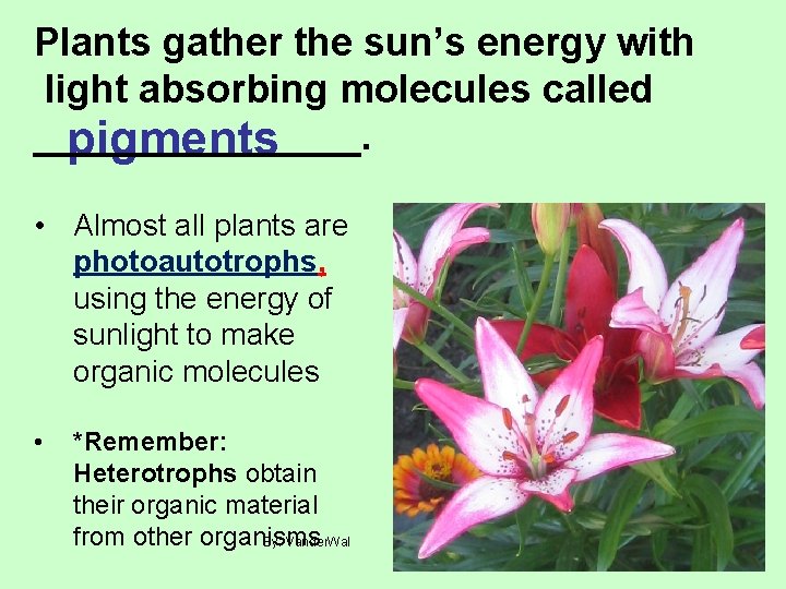 http vilenski orgsciencesafaricellstructurechloroplasts html AP BIOLOGY ...