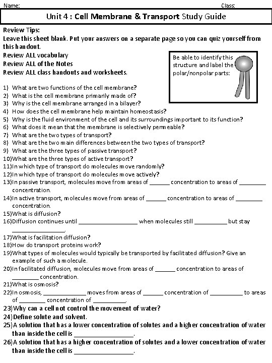 Name Class Unit 4 Cell Membrane Transport Study