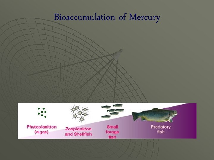 Mercury and the Environment Bio Sci 2 B
