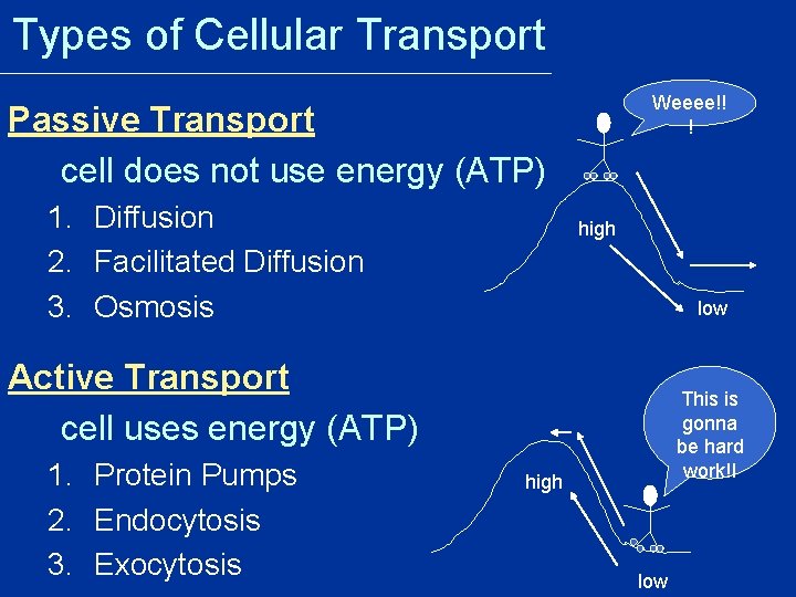 Cellular Transport Indicator B2 5 Explain how active