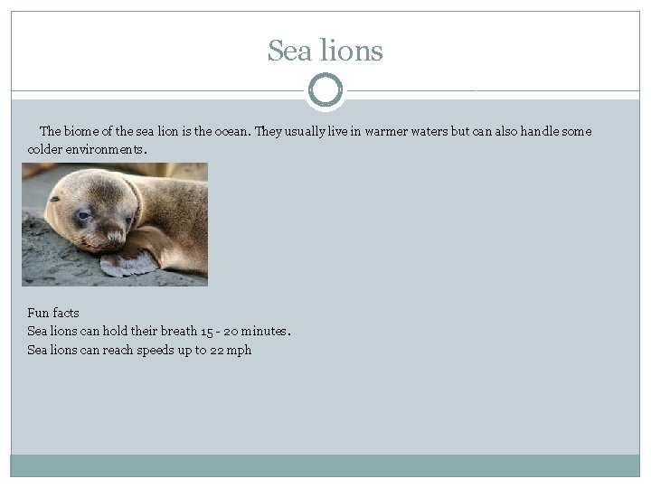 Animal biomes VALERY YURAVAK GRADE FOR SCIENCE Jaguars