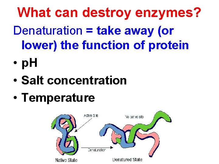 Enzymes Lecture 14 Ms Day Honors Biology Chemical