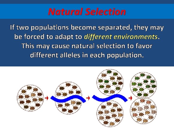 Natural Selection and Diversity Photo by Harvey Barrison
