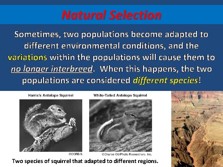 Natural Selection and Diversity Photo by Harvey Barrison