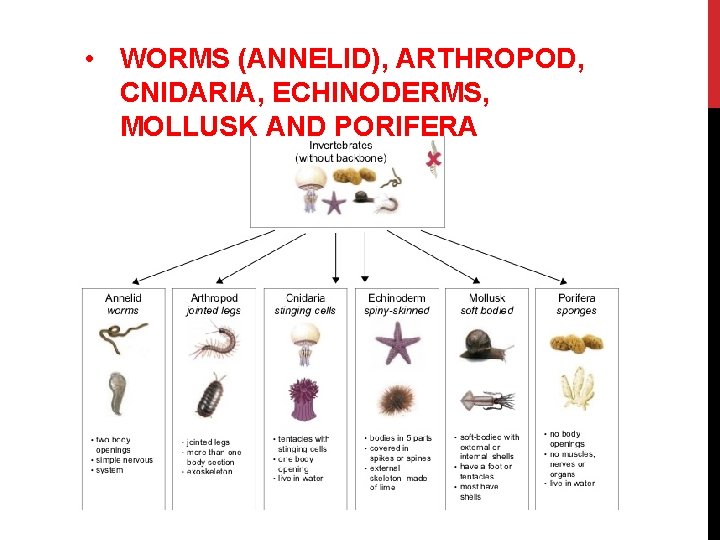 NAME THE FIVE MAIN GROUPS OF VERTEBRATES Fish