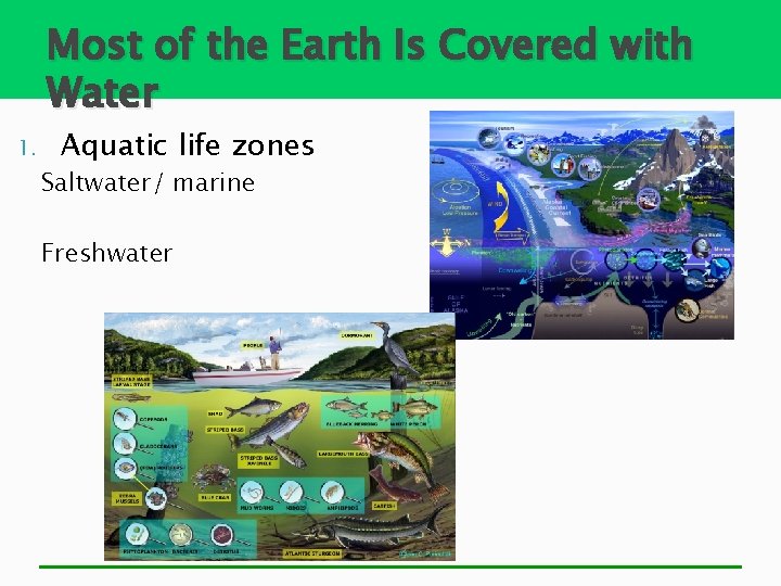 Aquatic Biodiversity Why Should We Care about Coral