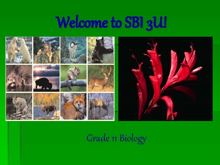 Welcome to SBI 3 U Grade 11 Biology