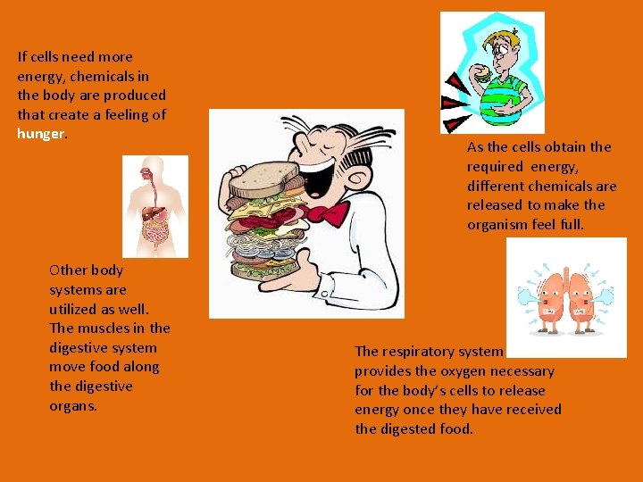 Homeostasis How Does Your Body Stay in Balance