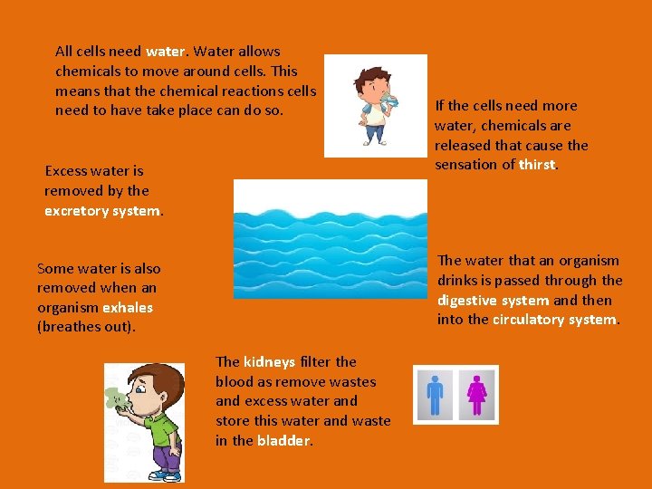 Homeostasis How Does Your Body Stay in Balance