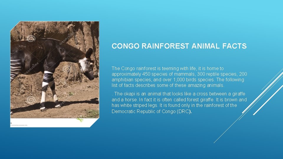 CONGO BASIN RAIN FOREST By Aime J Makanda