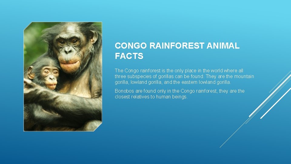 CONGO BASIN RAIN FOREST By Aime J Makanda