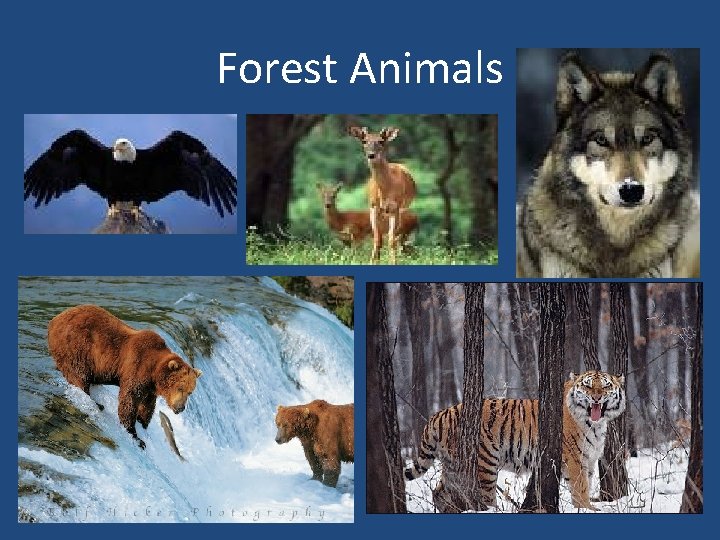 Animal Habitats What is a biome A biome