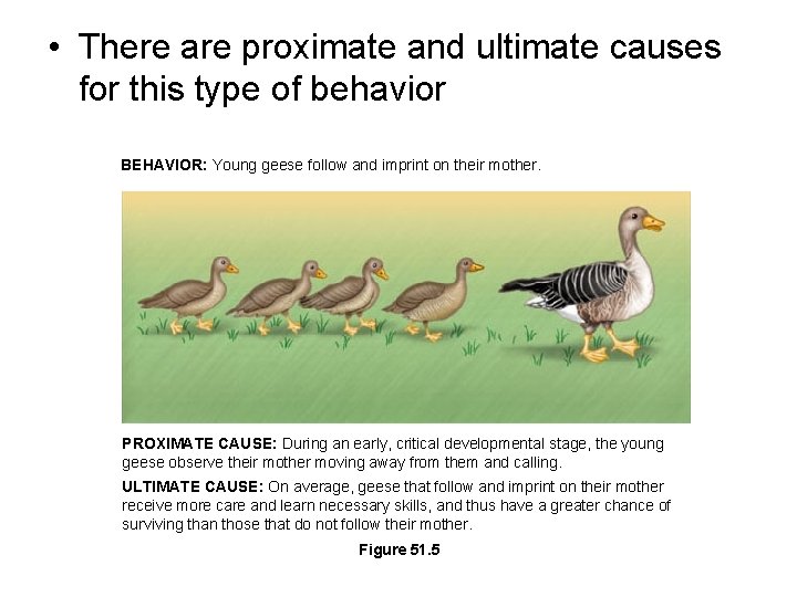 What Is Behavior Behavior Is what an animal