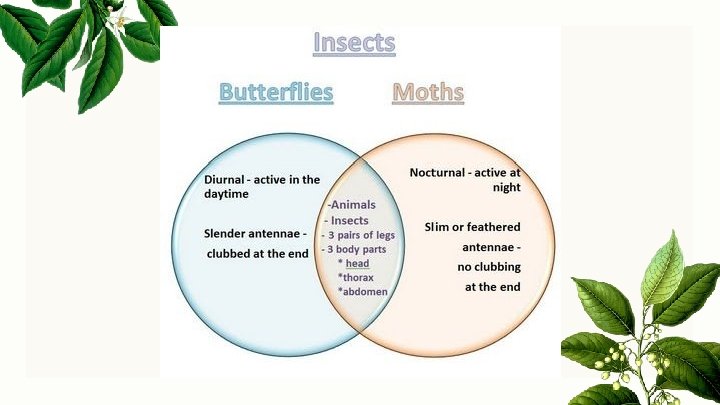 Butterflies and Moths Scientist of the Week Professor