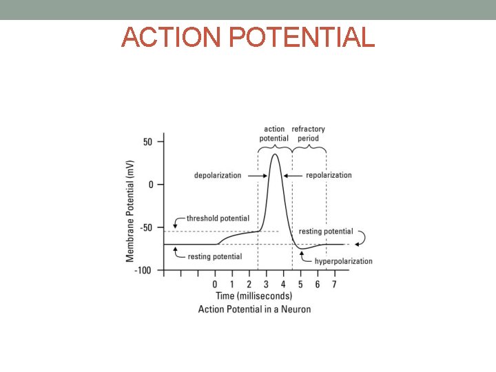 THE NERVOUS SYSTEM Chapter 35 Body Organization Cell
