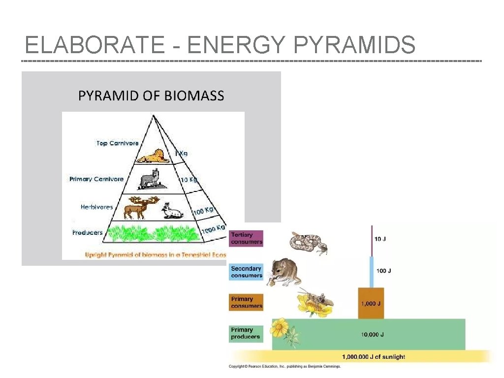 ENERGY FLOW IN AN ECOSYSTEM Big Q How