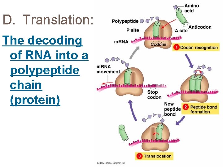 Replication Transcription and Translation Warm Up Base Pairing