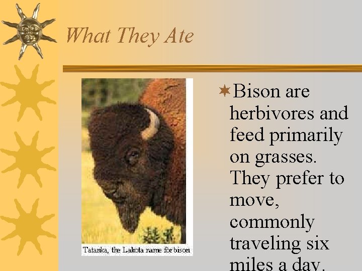 Bison the American Buffalo and the Plains Indians