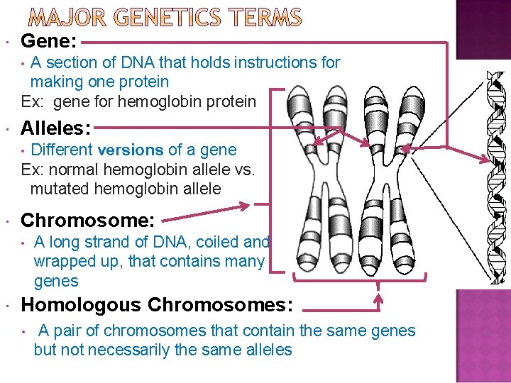 Meiosis and Mendelian Genetics PHA Biology 9 Moretti