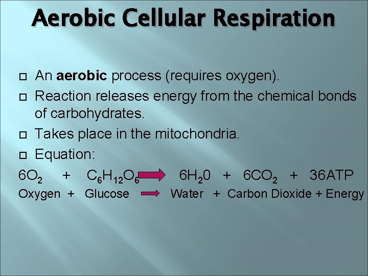 Cellular Respiration Do our cells breathe Cellular Respiration
