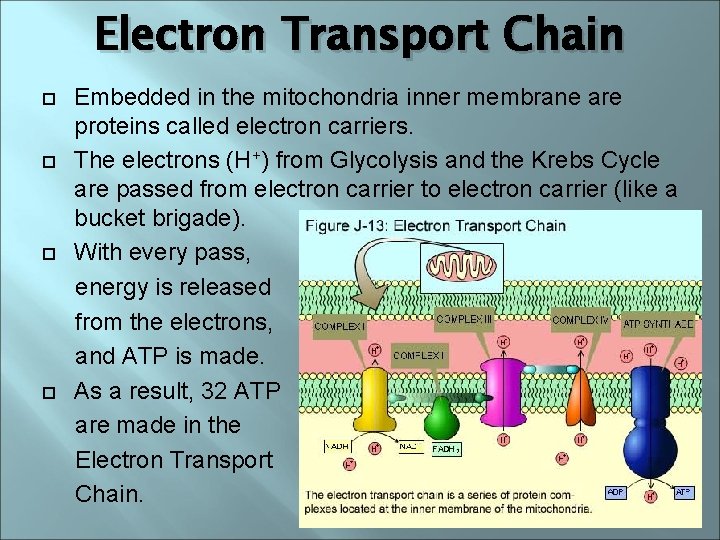 Cellular Respiration Do our cells breathe Cellular Respiration