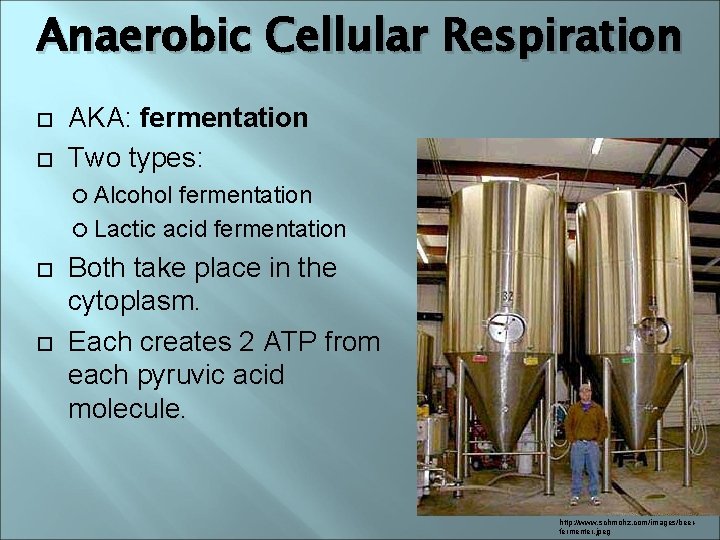 Cellular Respiration Do our cells breathe Cellular Respiration
