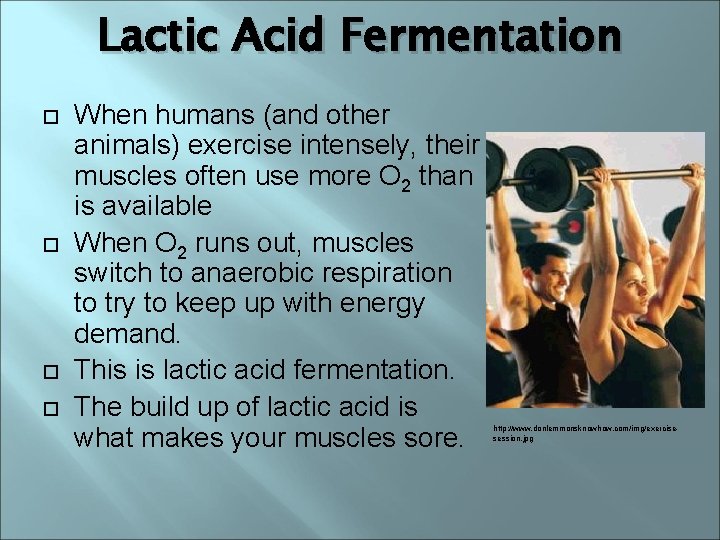 Cellular Respiration Do our cells breathe Cellular Respiration