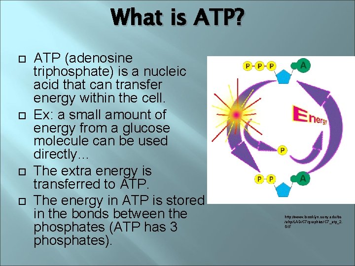Cellular Respiration Do our cells breathe Cellular Respiration
