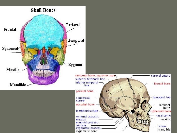 Bones of the Skull Skull Cranium and Facial