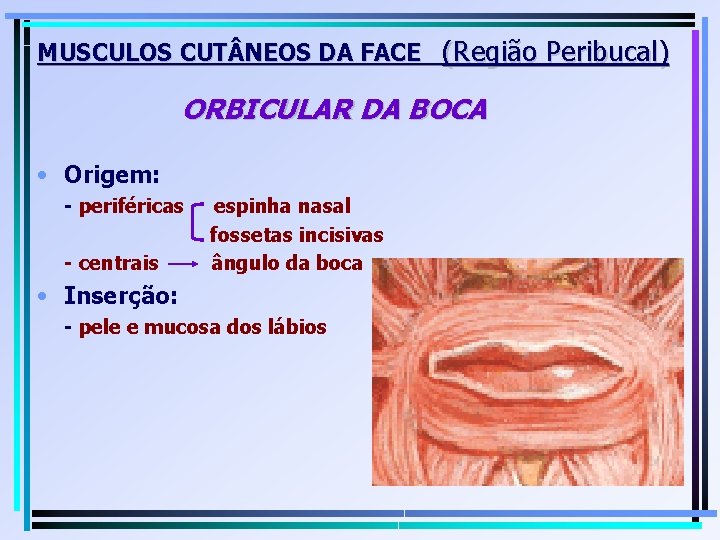 MSCULOS CUT NEOS DA CABEA MUSCULOS CUT NEOS
