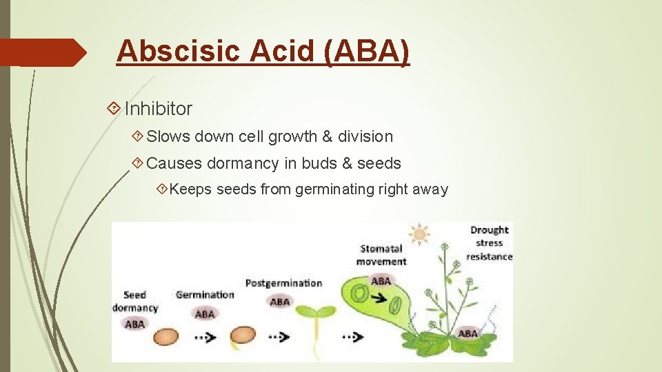 Chapter 15 BPlant Responses How does a plant