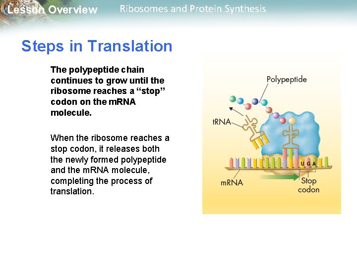 Lesson Overview Ribosomes and Protein Synthesis Lesson Overview