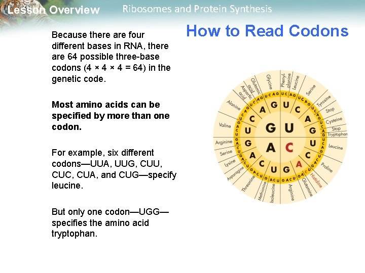 Lesson Overview Ribosomes and Protein Synthesis Lesson Overview