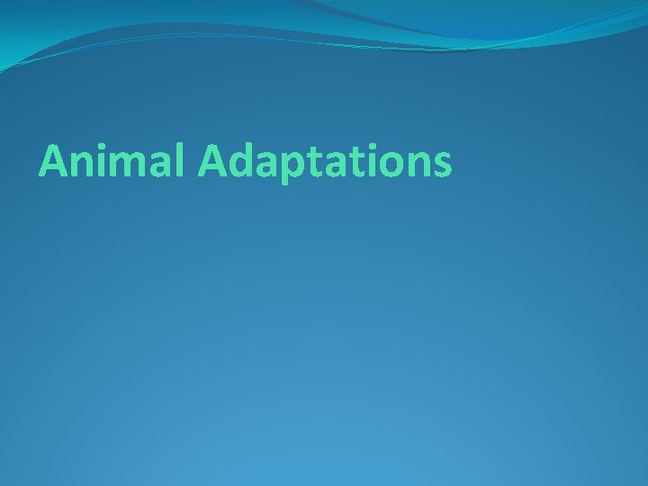 Animal and Plant Adaptations Research By Barrett Animal